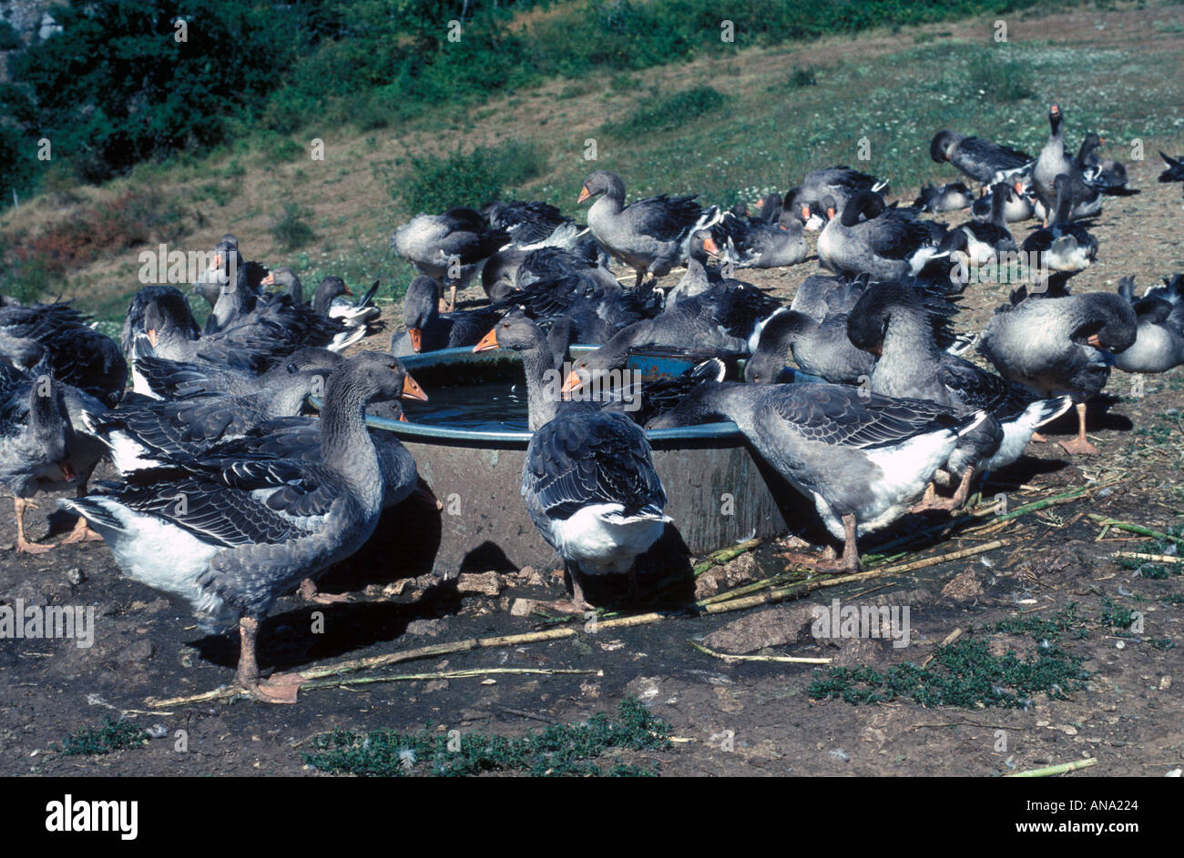 French Geese High Resolution Stock Photography and Images - Alamy