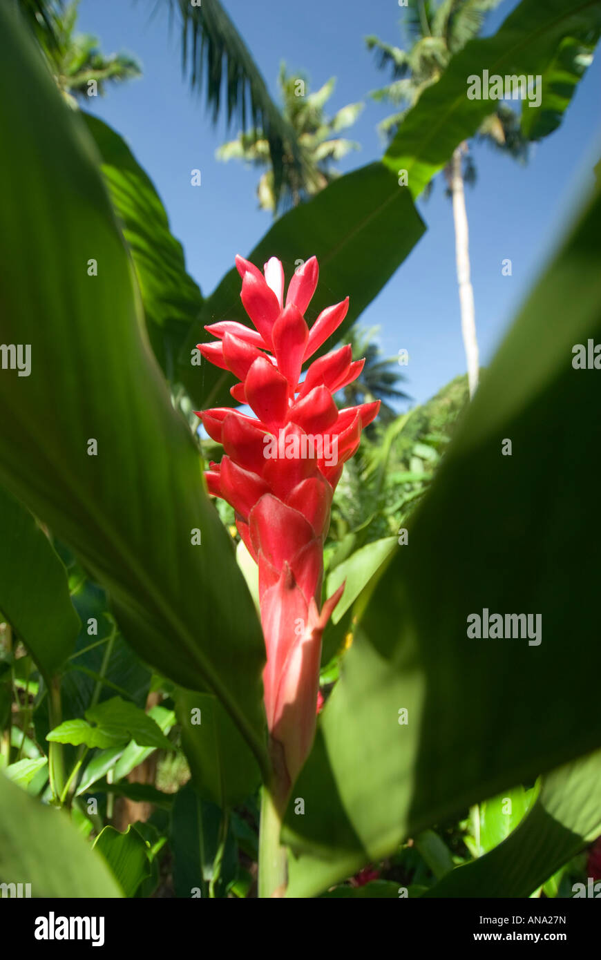 Samoa and ne hi-res stock photography and images - Alamy