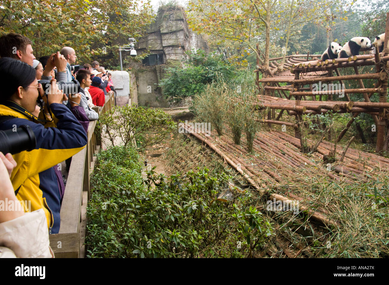 China Sichuan Chengdu Giant Panda Breeding Research base Stock Photo ...
