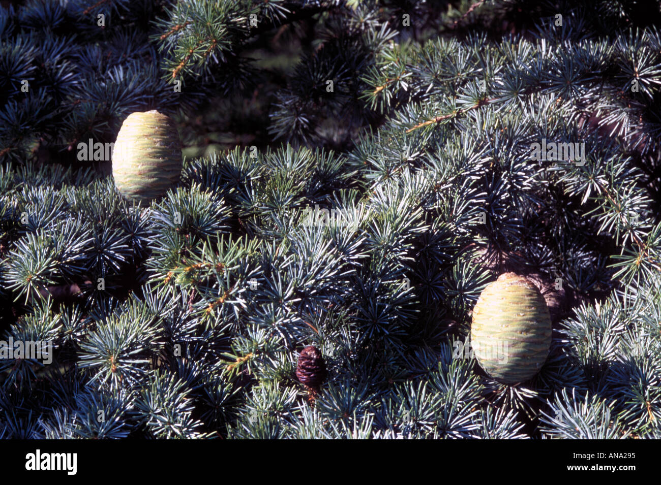 The tree of science hi-res stock photography and images - Alamy