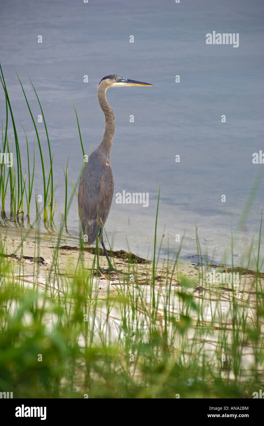 great blue heron bird coastal IRL Indian River Lagoon Jensen Beach FL ...