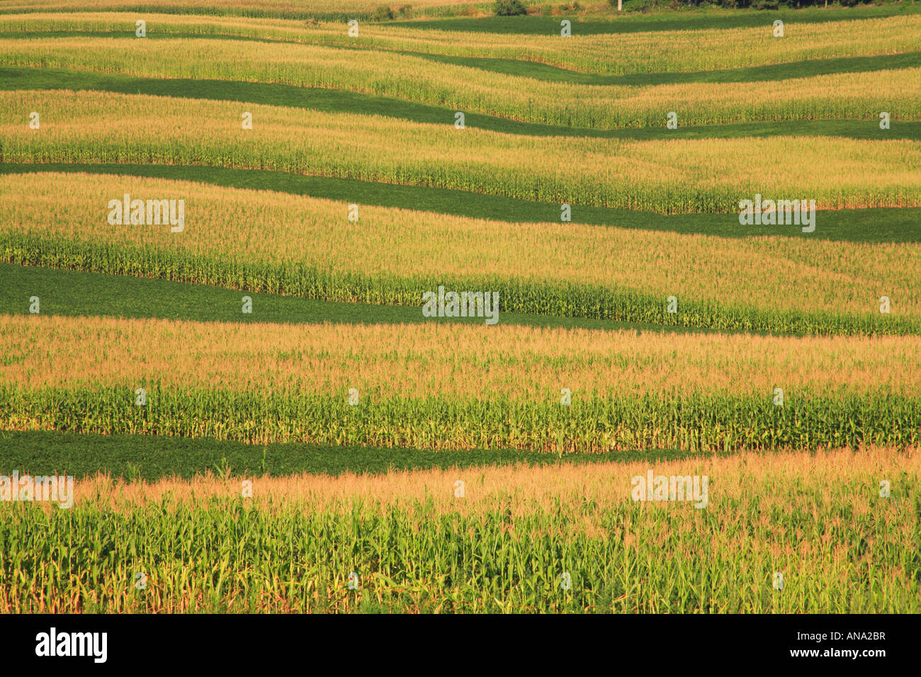 Corn Field, Springhill, Shenandoah Valley, Virginia, USA Stock Photo ...