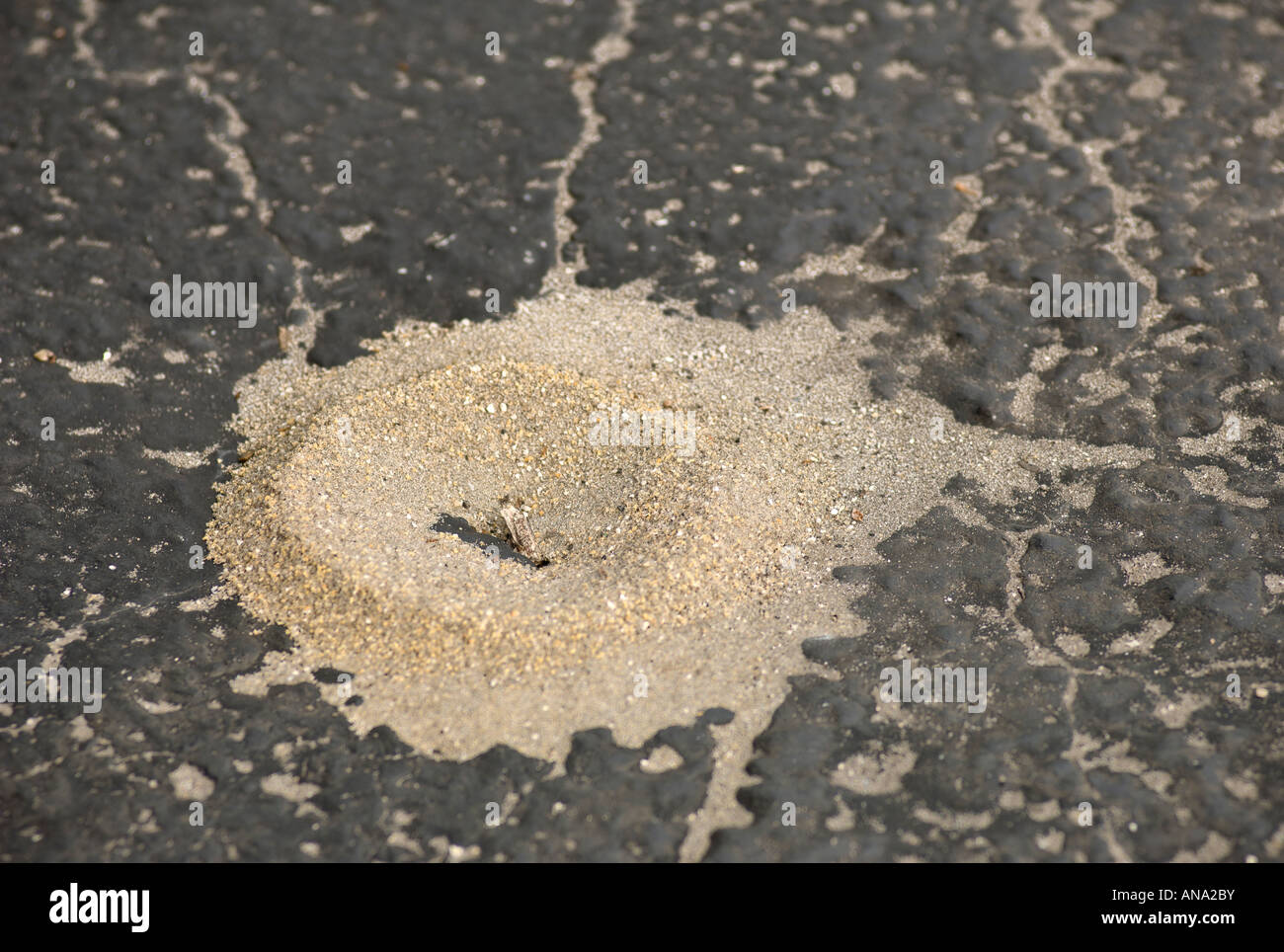 ant hill made in pavement coming up through road cone insects bugs ...