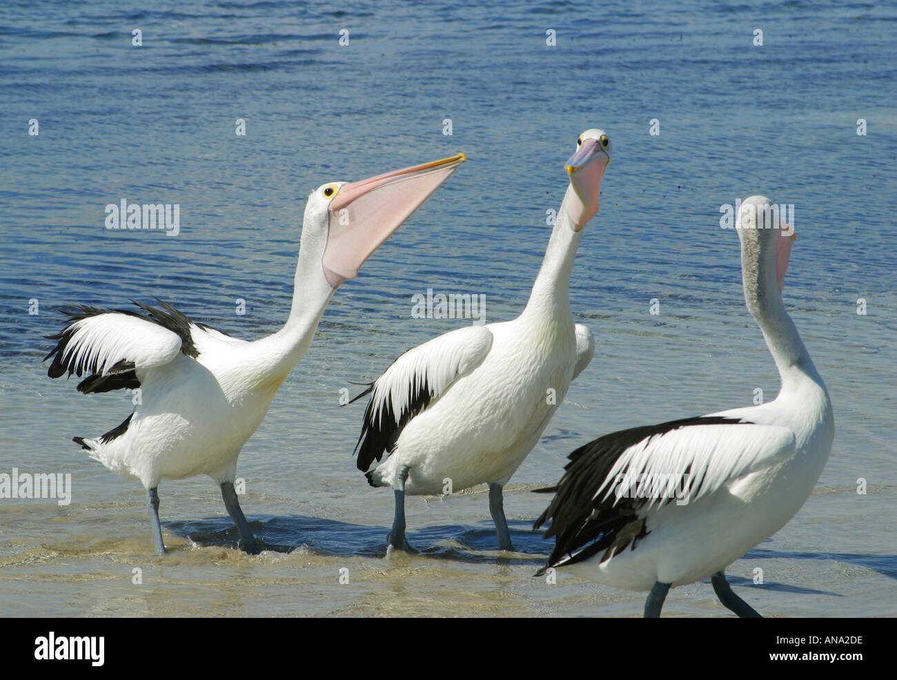 Common species hi-res stock photography and images - Alamy