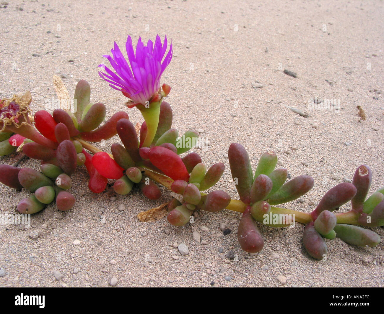 Coastal plant Pig Face Australia Stock Photo - Alamy