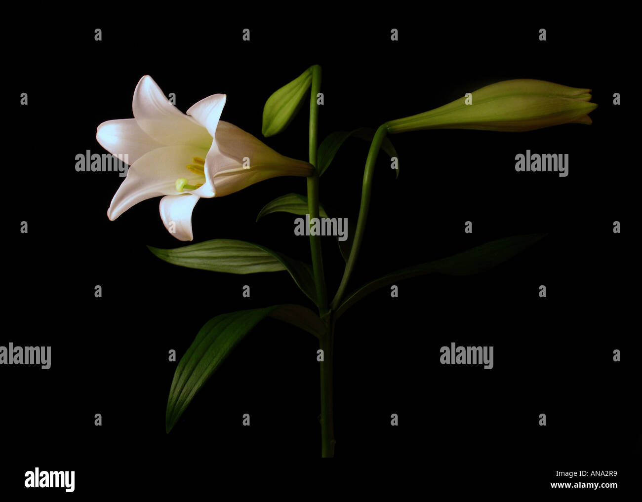 Single white lily Stock Photo - Alamy
