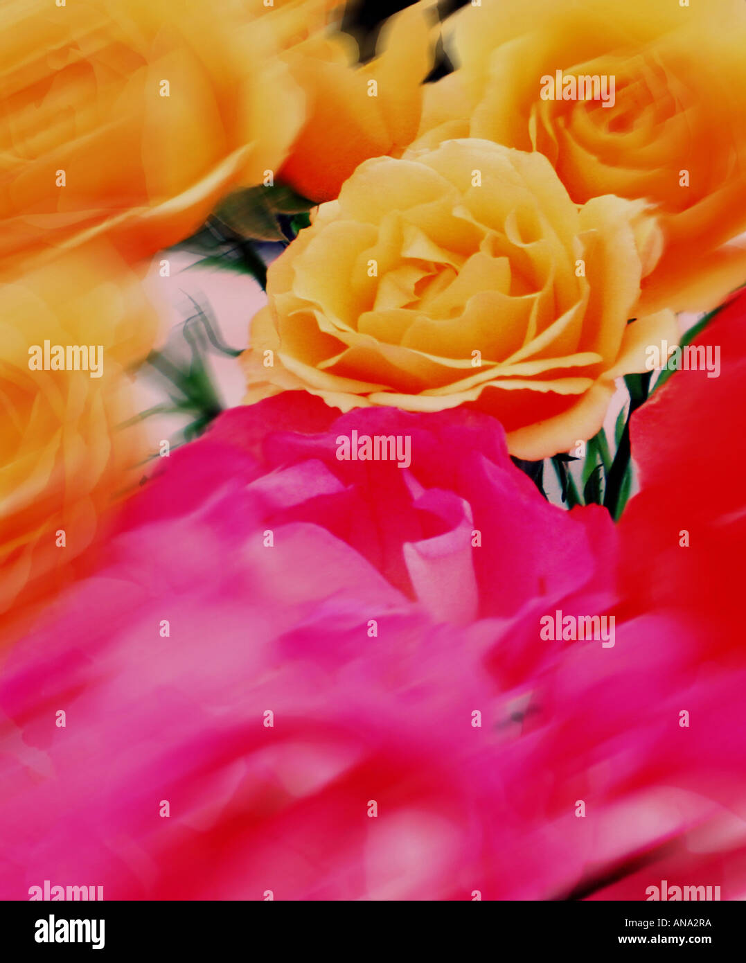 Bunch of yellow and red roses Stock Photo - Alamy