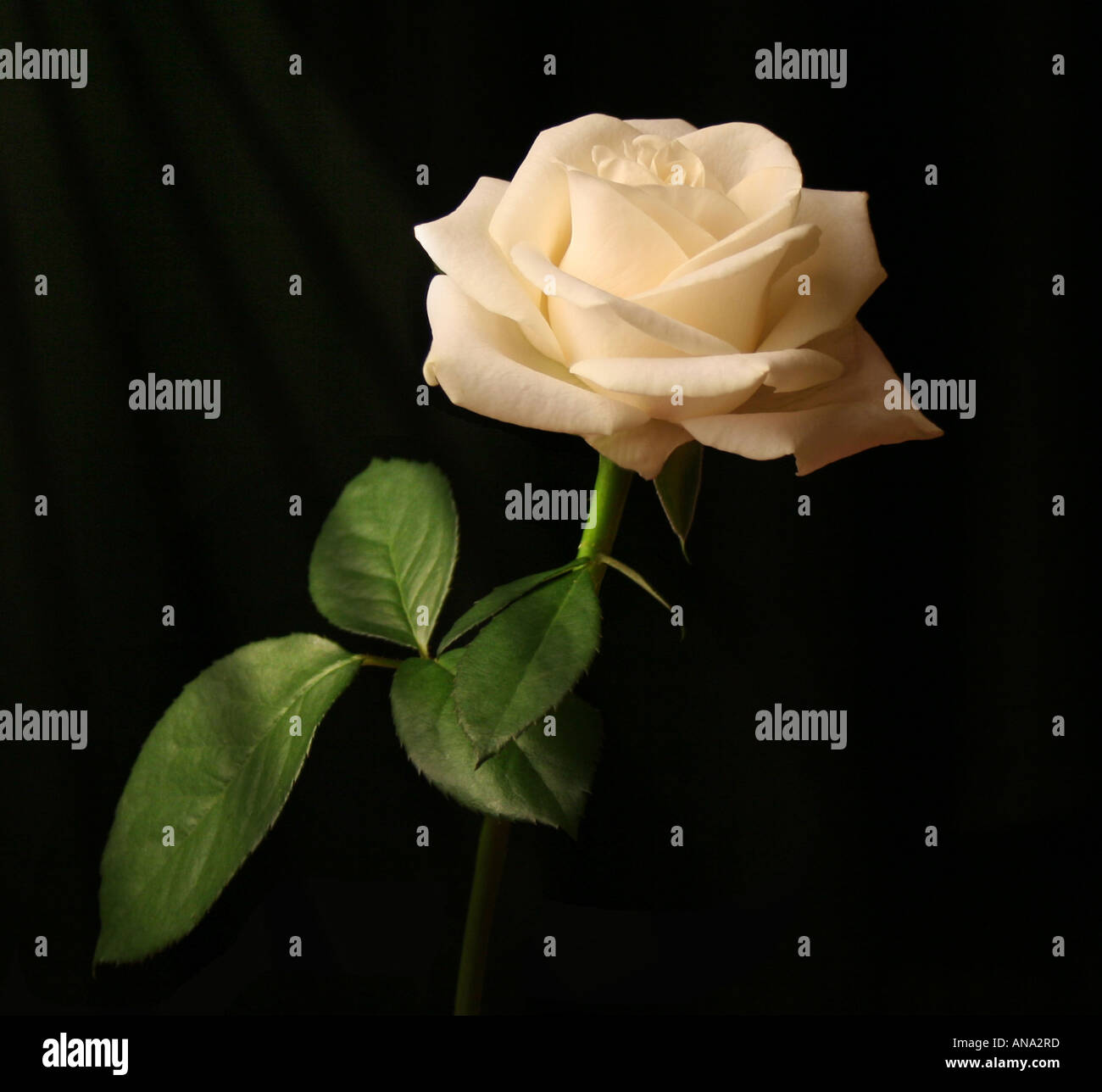 One white stemmed rose hi-res stock photography and images - Alamy