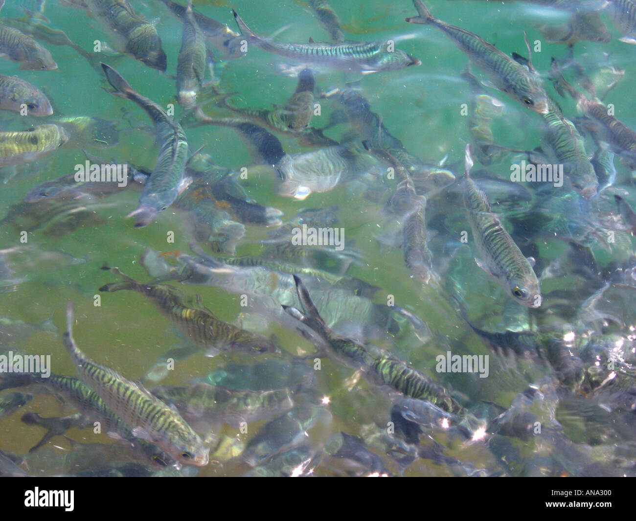 fish in shallow Stock Photo - Alamy