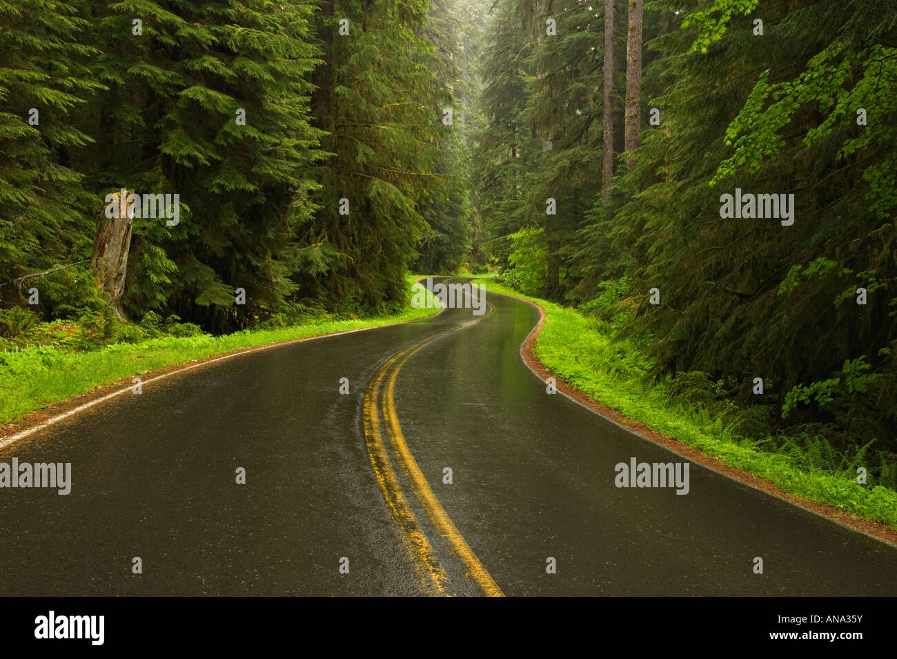 Road in spring rainforest Stock Photo - Alamy