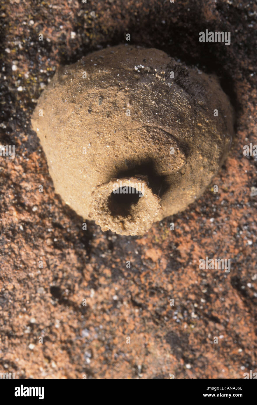nest of Potter Wasp Vespidae Eumeninae also known as the mason wasp ...