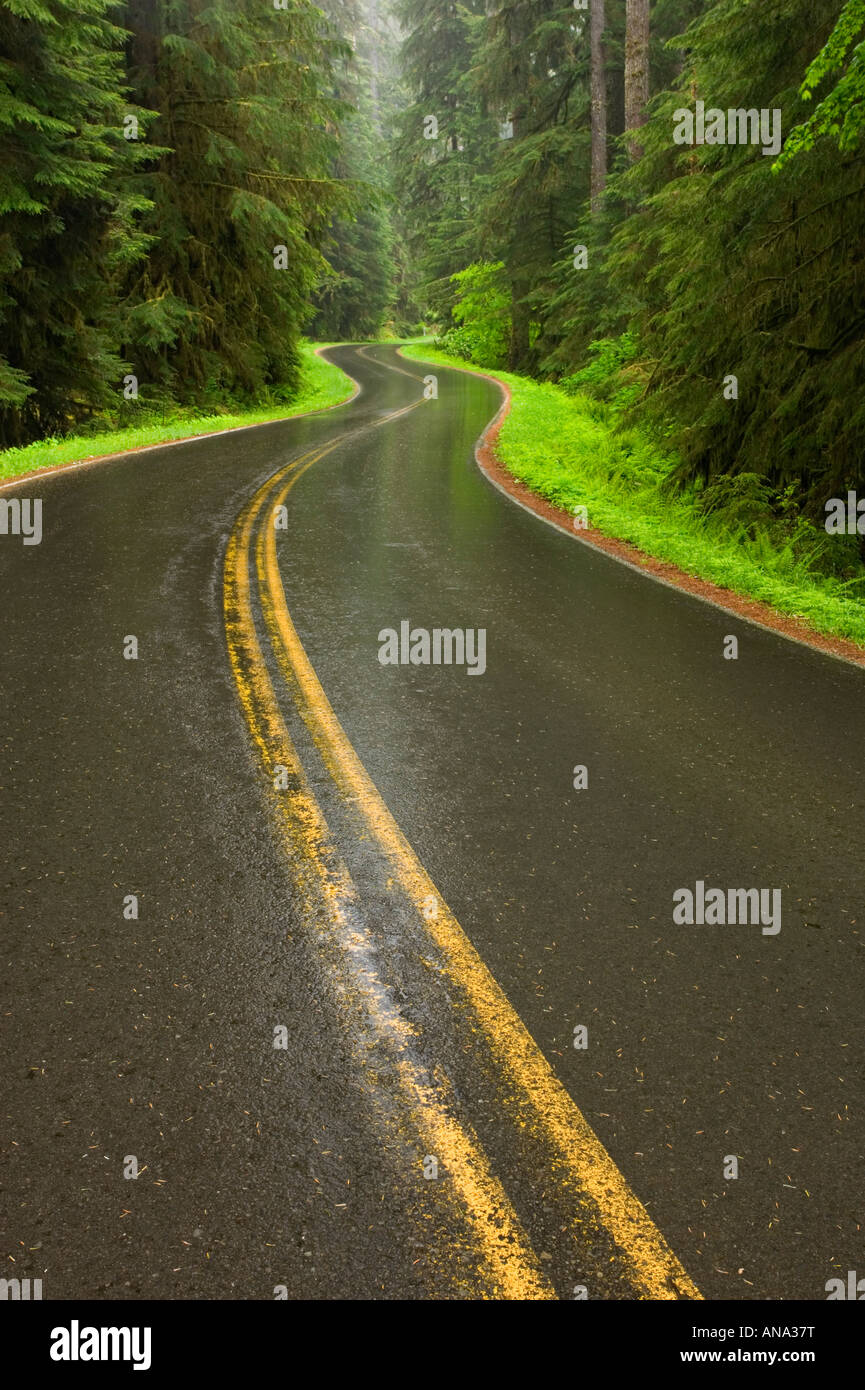 Road in spring rainforest Stock Photo - Alamy
