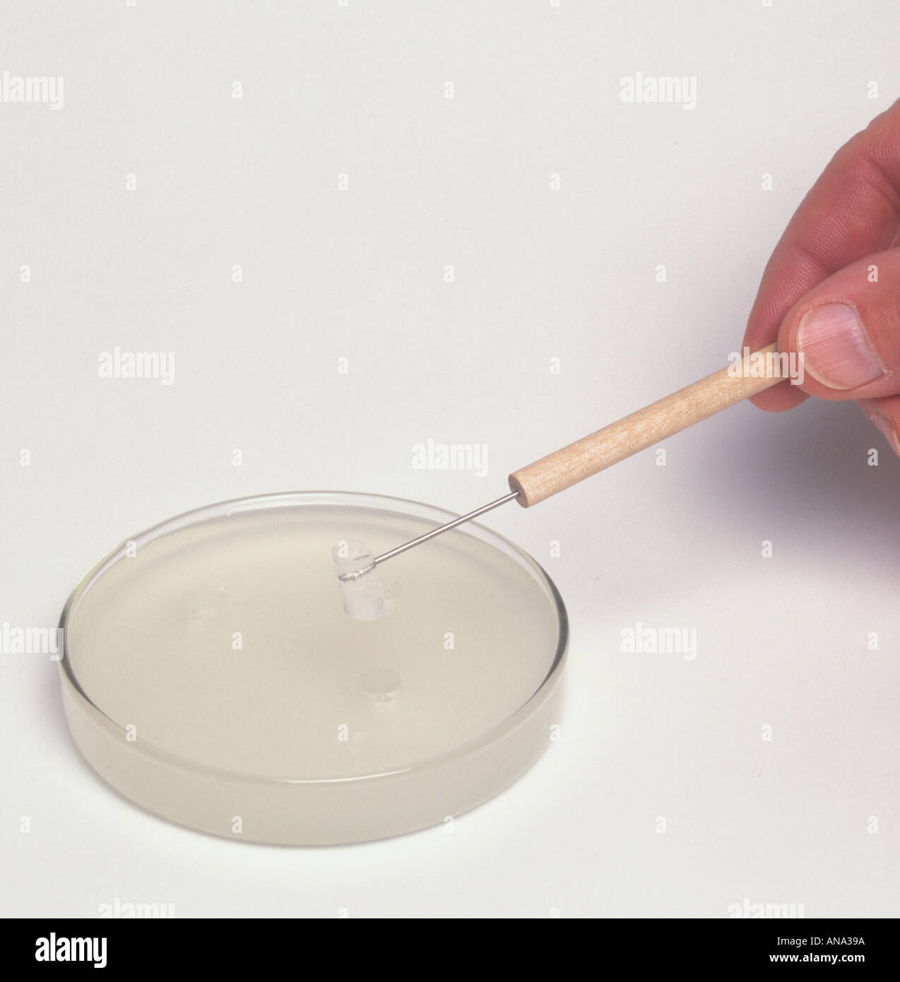 plug is removed from sterile starch agar plate after cutting with a ...