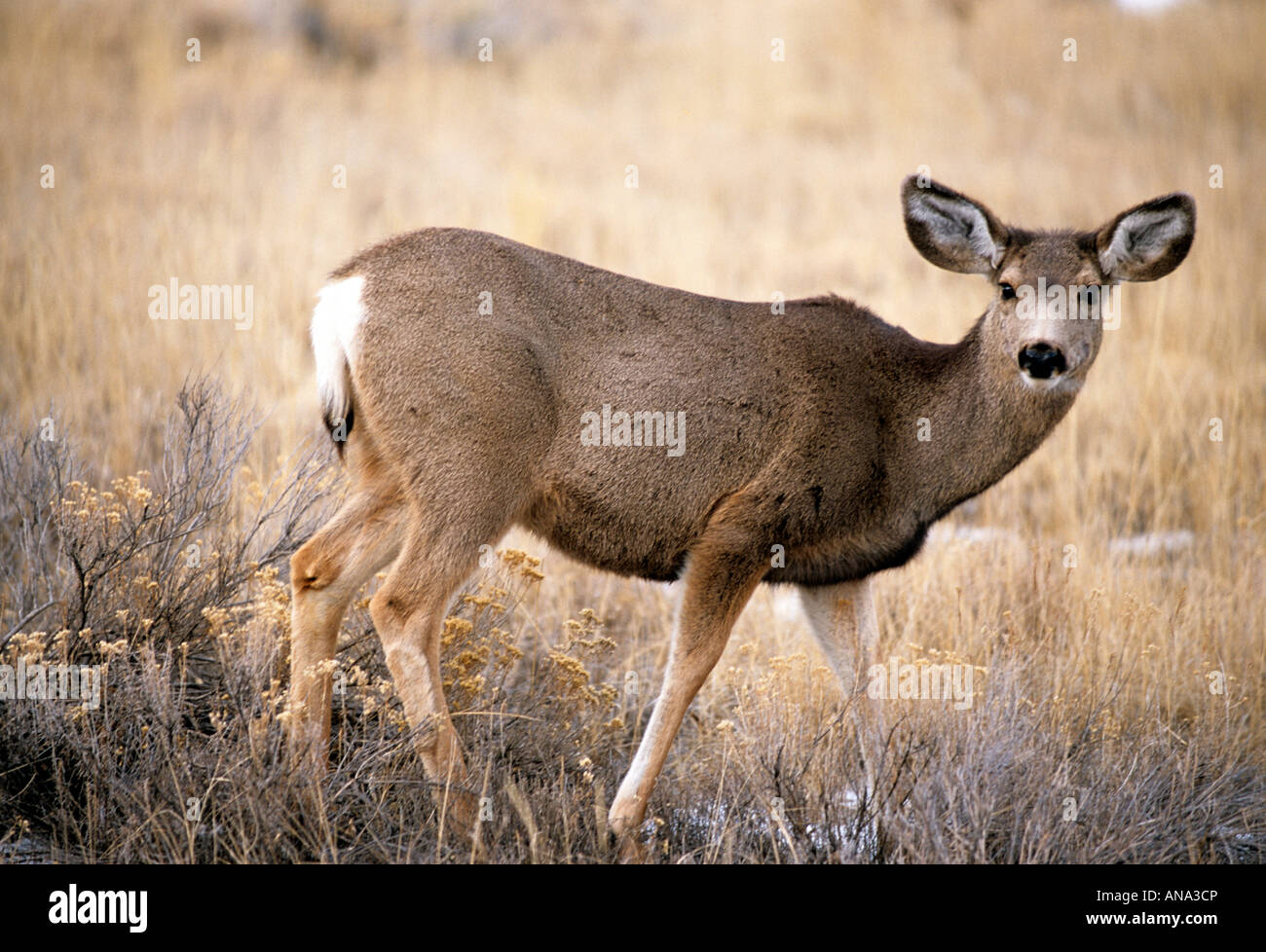 Mule deer along highway Utah USA Stock Photo - Alamy