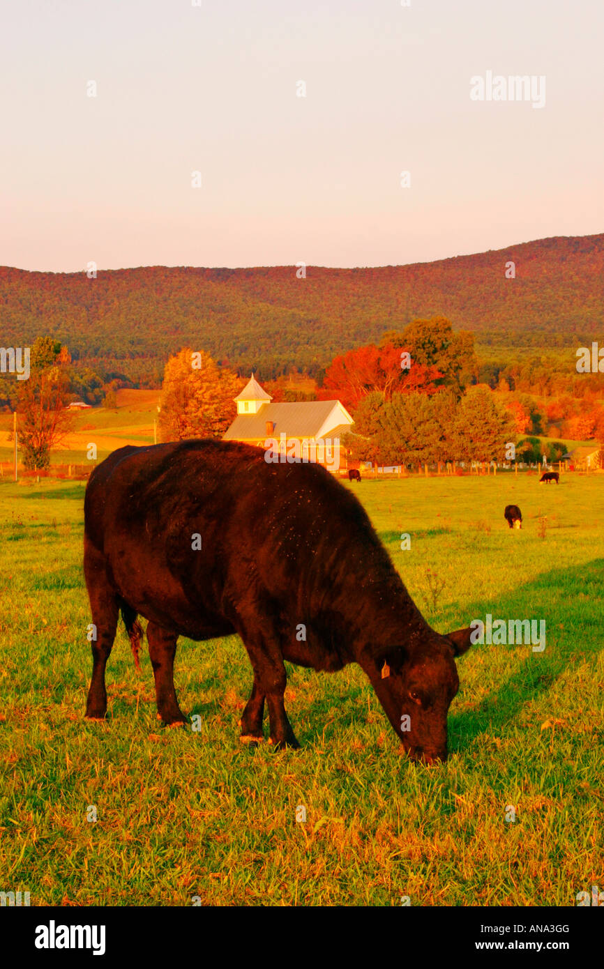 Cows and Church, Swoope, Shenandoah Valley, Virginia, USA Stock Photo ...