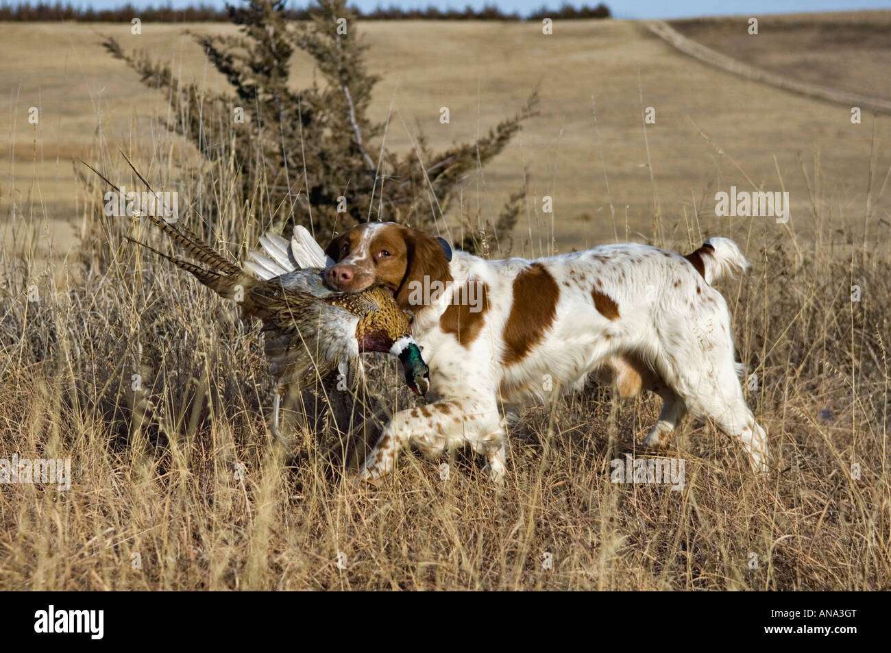 Brittany Retrieving Ring-necked Pheasant Rooster Ringneck Ranch Kansas ...