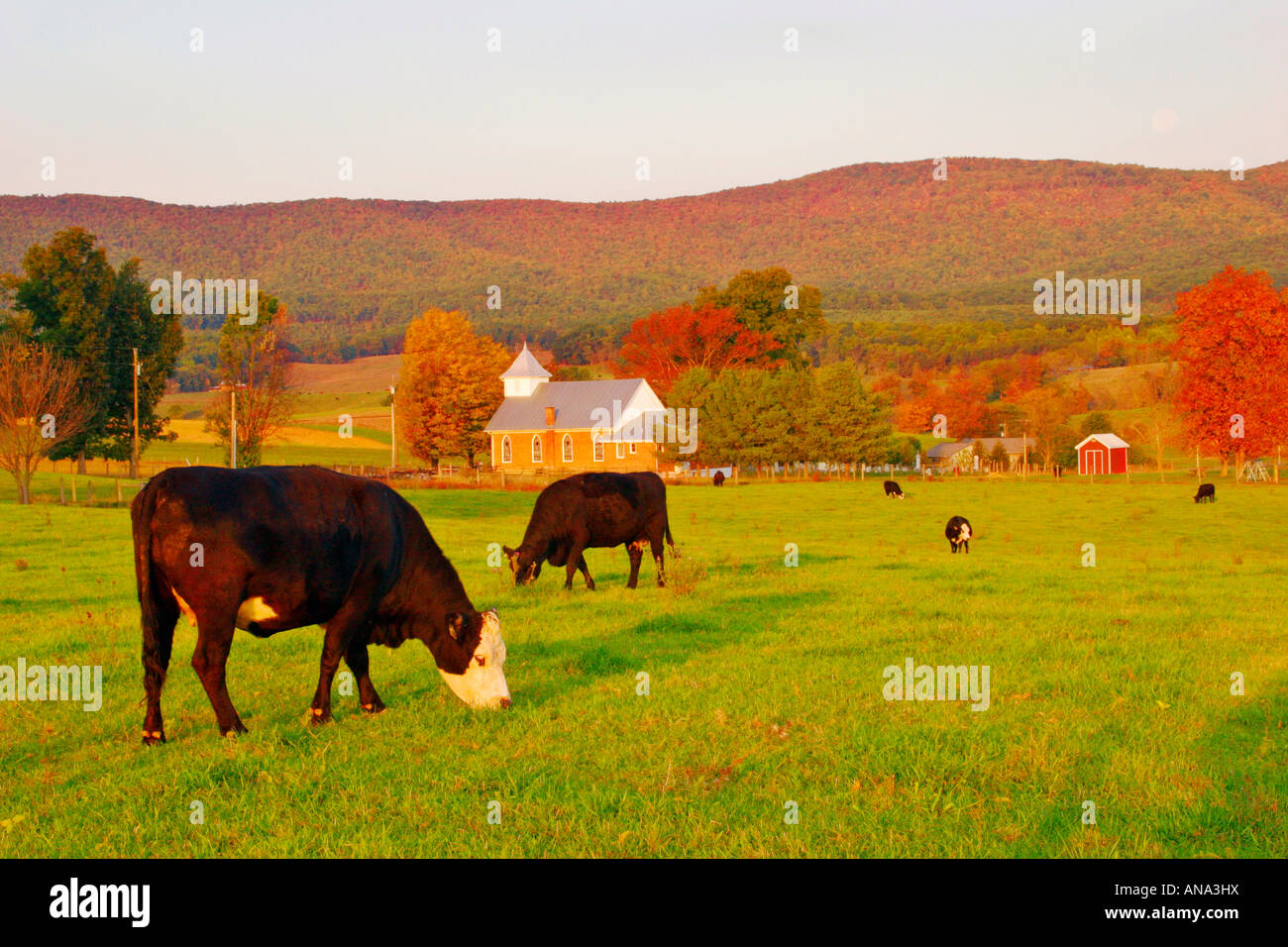 Cows and Church, Swoope, Shenandoah Valley, Virginia, USA Stock Photo ...
