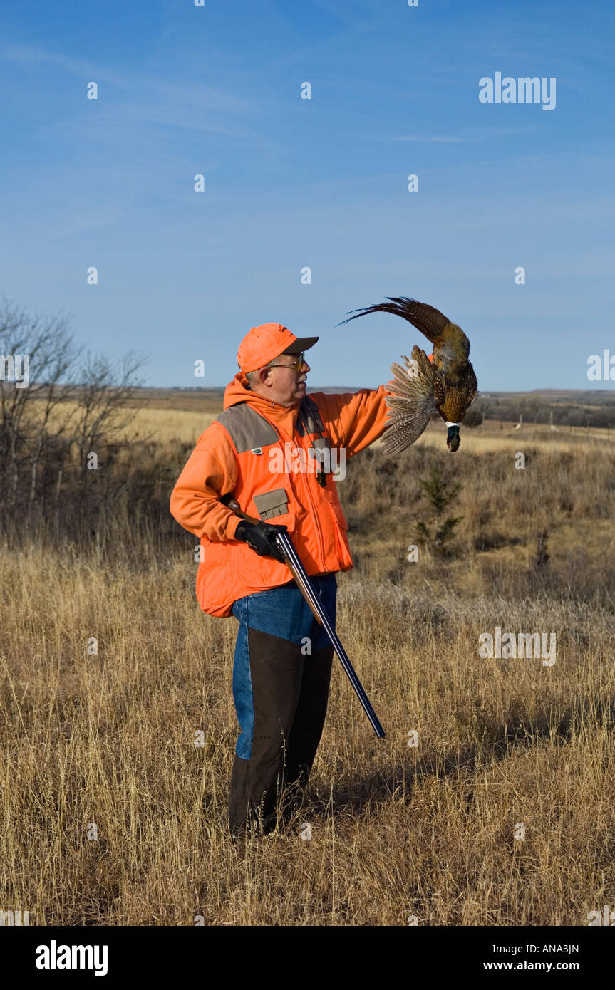 Upland Bird Hunter Admiring Ring-necked Pheasant Rooster Ringneck Ranch ...