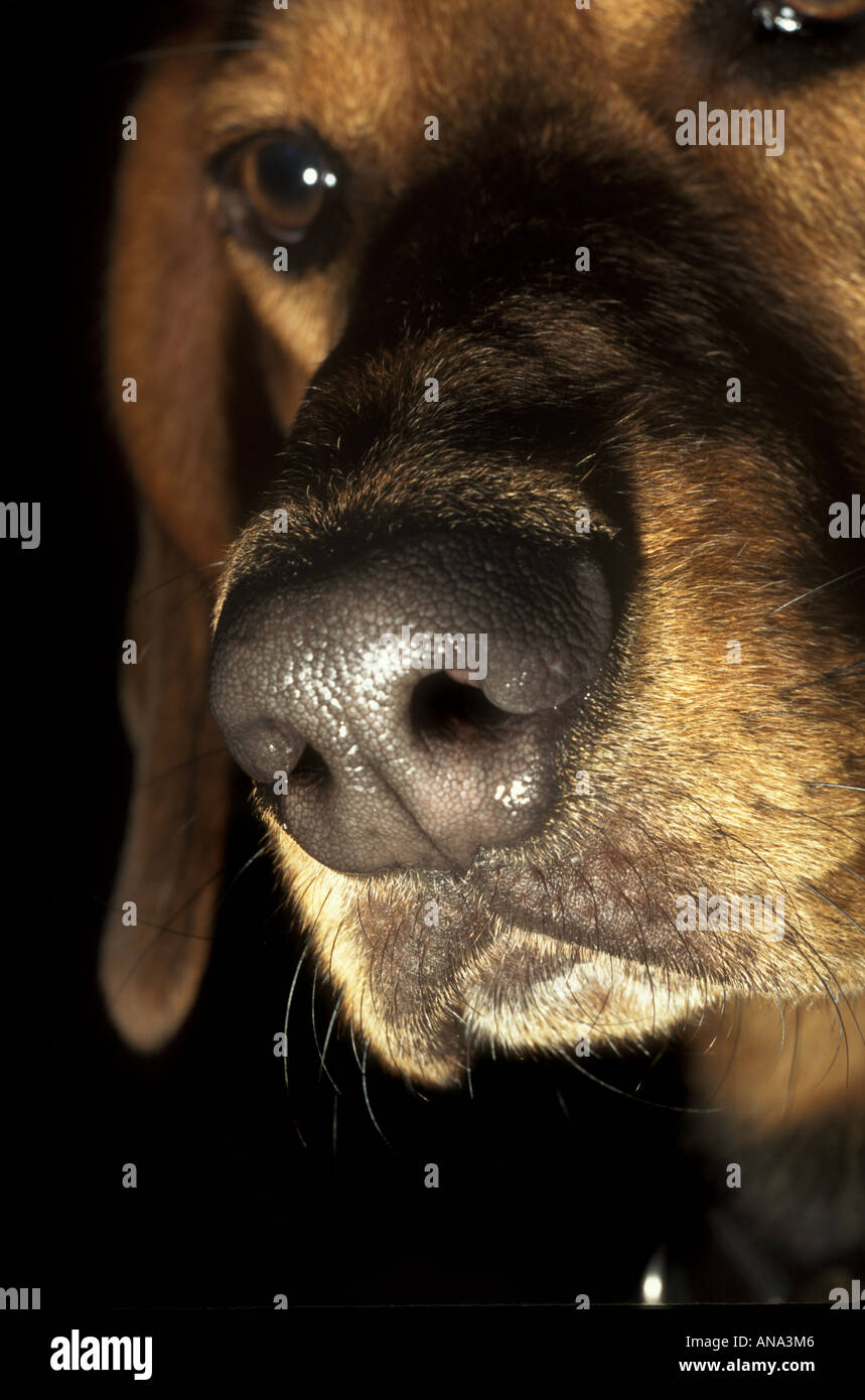 Dog nose anatomy hi-res stock photography and images - Alamy