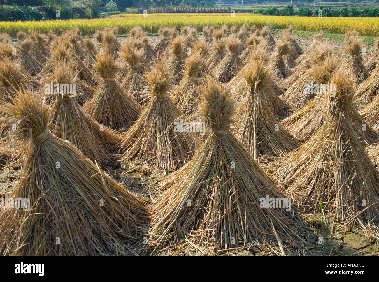 Rice field china hi-res stock photography and images - Alamy