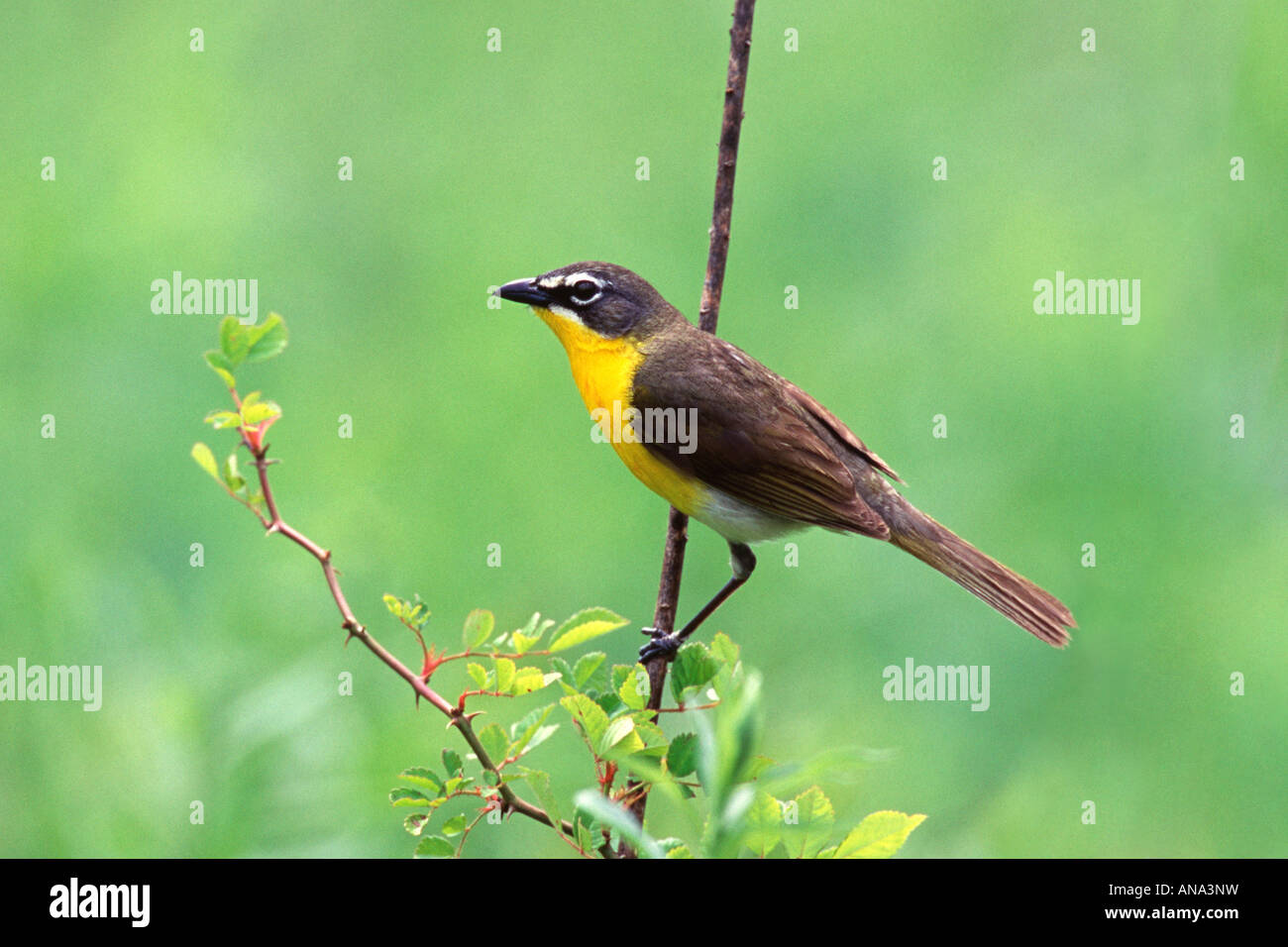 Yellow breasted Chat Stock Photo - Alamy