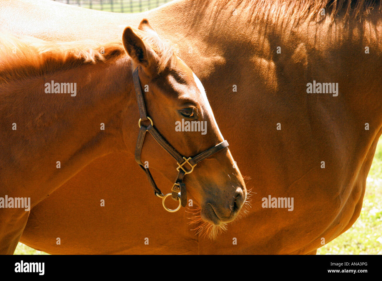 Virginia upperville hi-res stock photography and images - Alamy