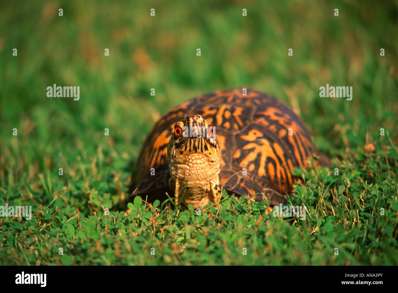 Eastern Box Turtle Stock Photo - Alamy