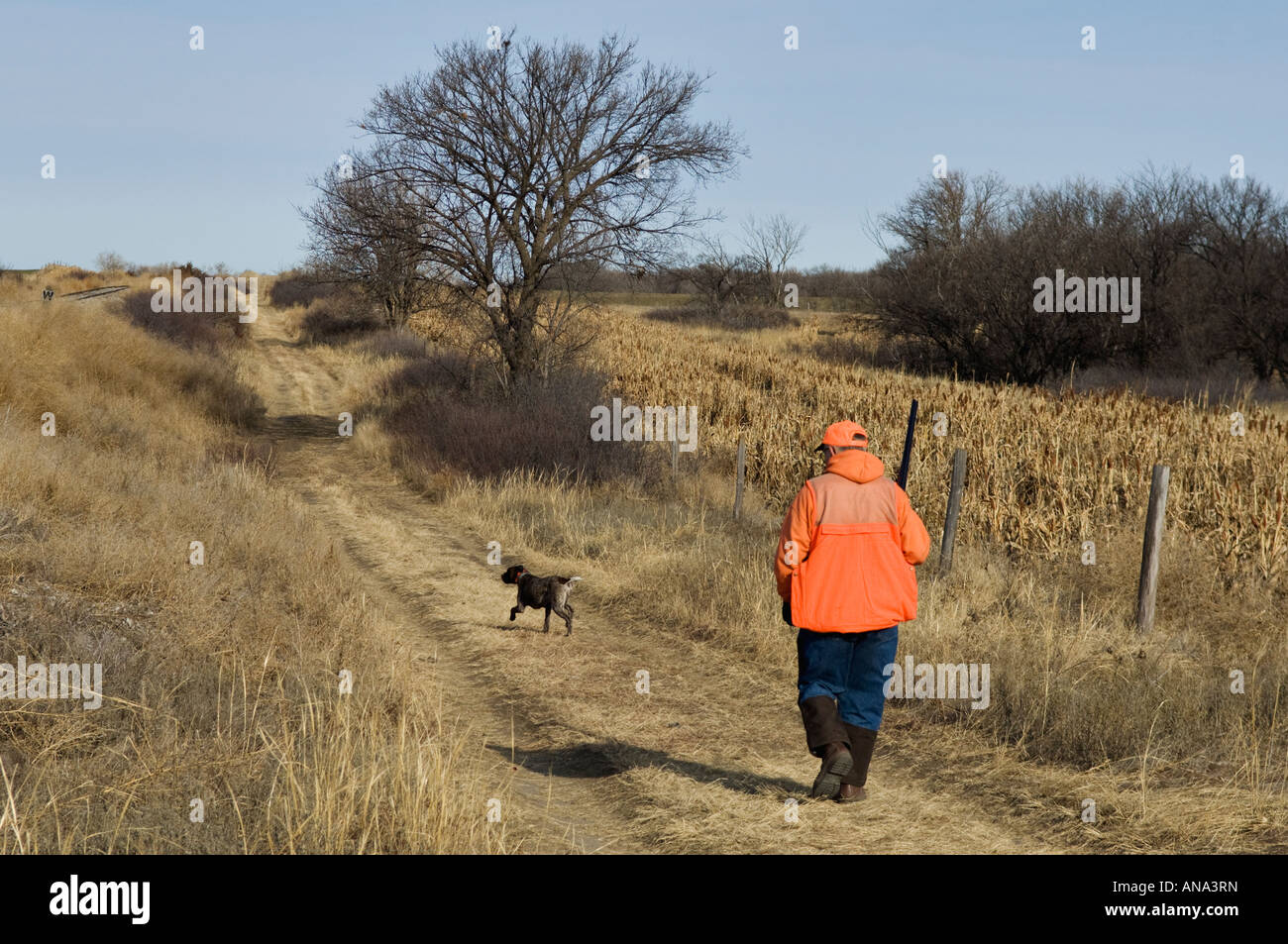 Upland Bird Hunter Walking Down Dirt Road with German Shorthair Pointer ...
