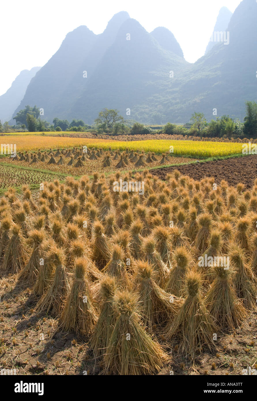 China Guangxi Yuangshuo traditional rice hay stacks after harvest with ...