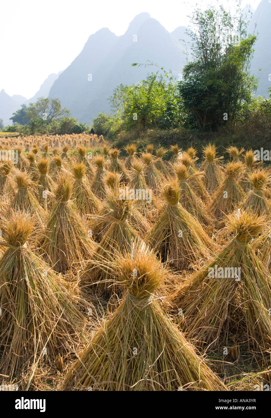 China Guangxi Yuangshuo traditional rice hay stacks after harvest with ...