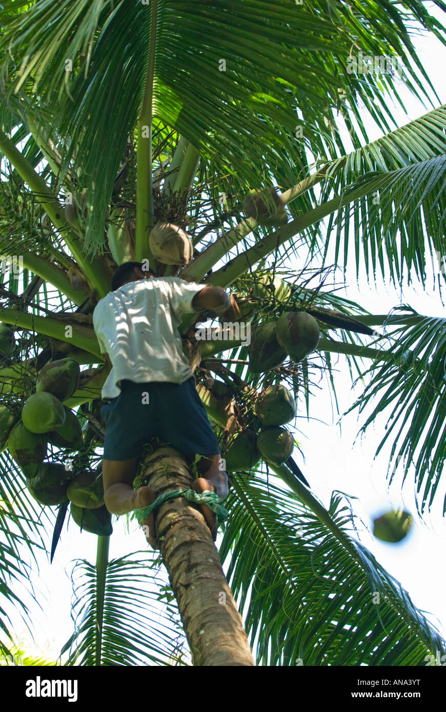 man climbing up a coco palm SAMOA UPOLU NE North-east Northeast North ...