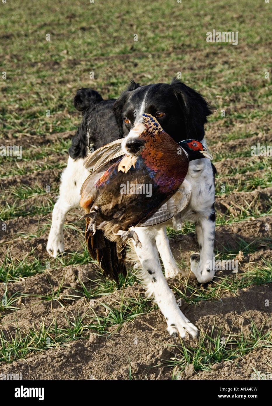 French Brittany Retrieving Rooster Ring-necked Pheasant during Upland ...
