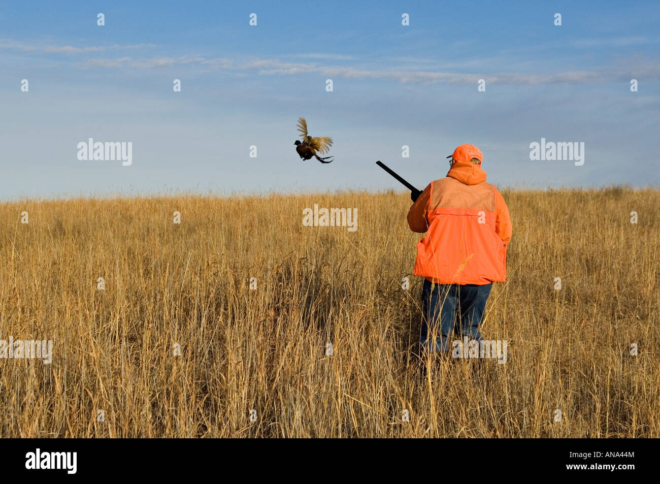 Ring-necked Pheasant Rooster Flushing in Front of Upland Bird Hunter ...