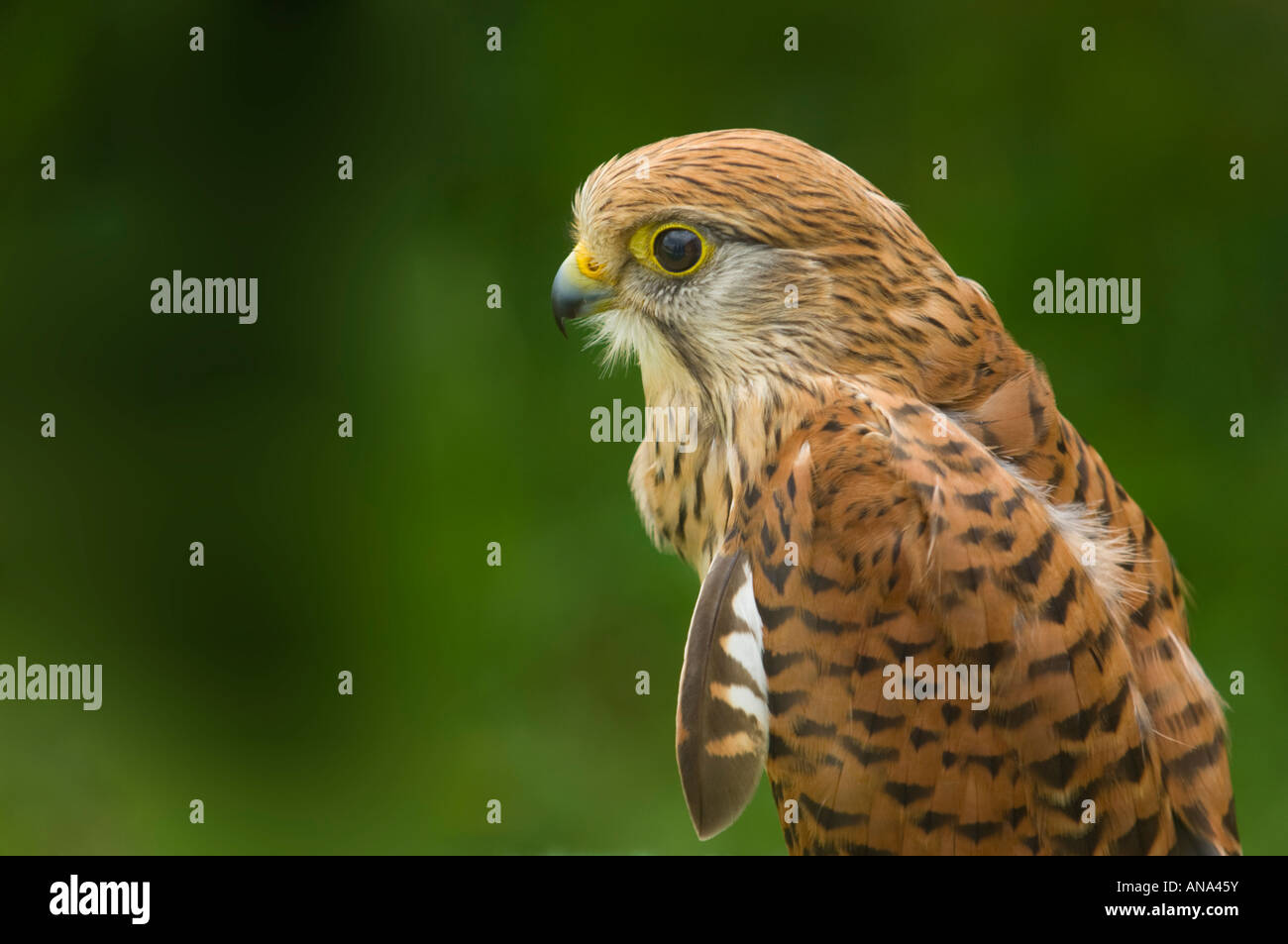 Turmfalke Common Kestrel falcon hawk Portrait closeup near close up ...