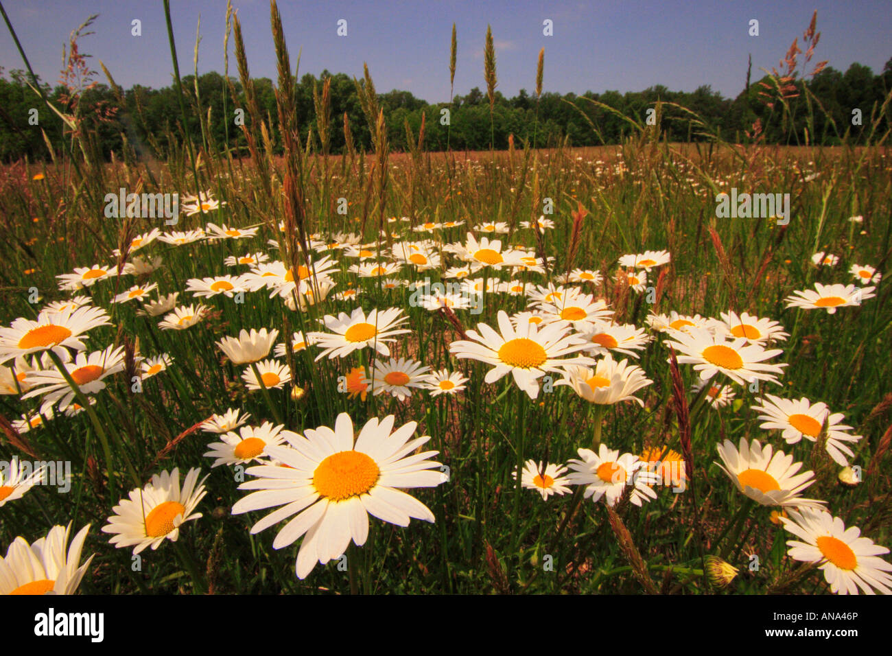 Surrender field, Yorktown Battlefield, Colonial National Historical ...