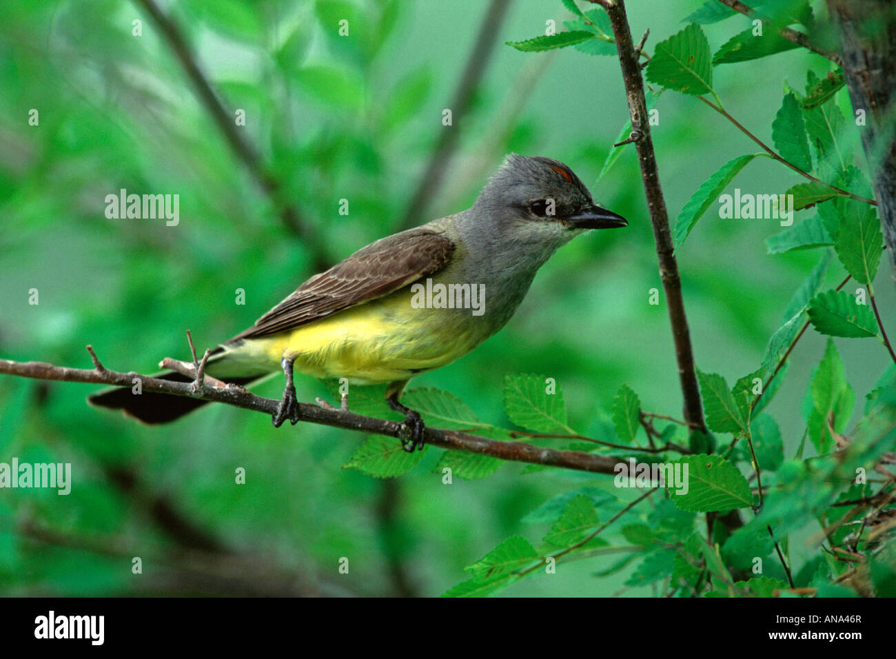 Kingbirds hi-res stock photography and images - Alamy