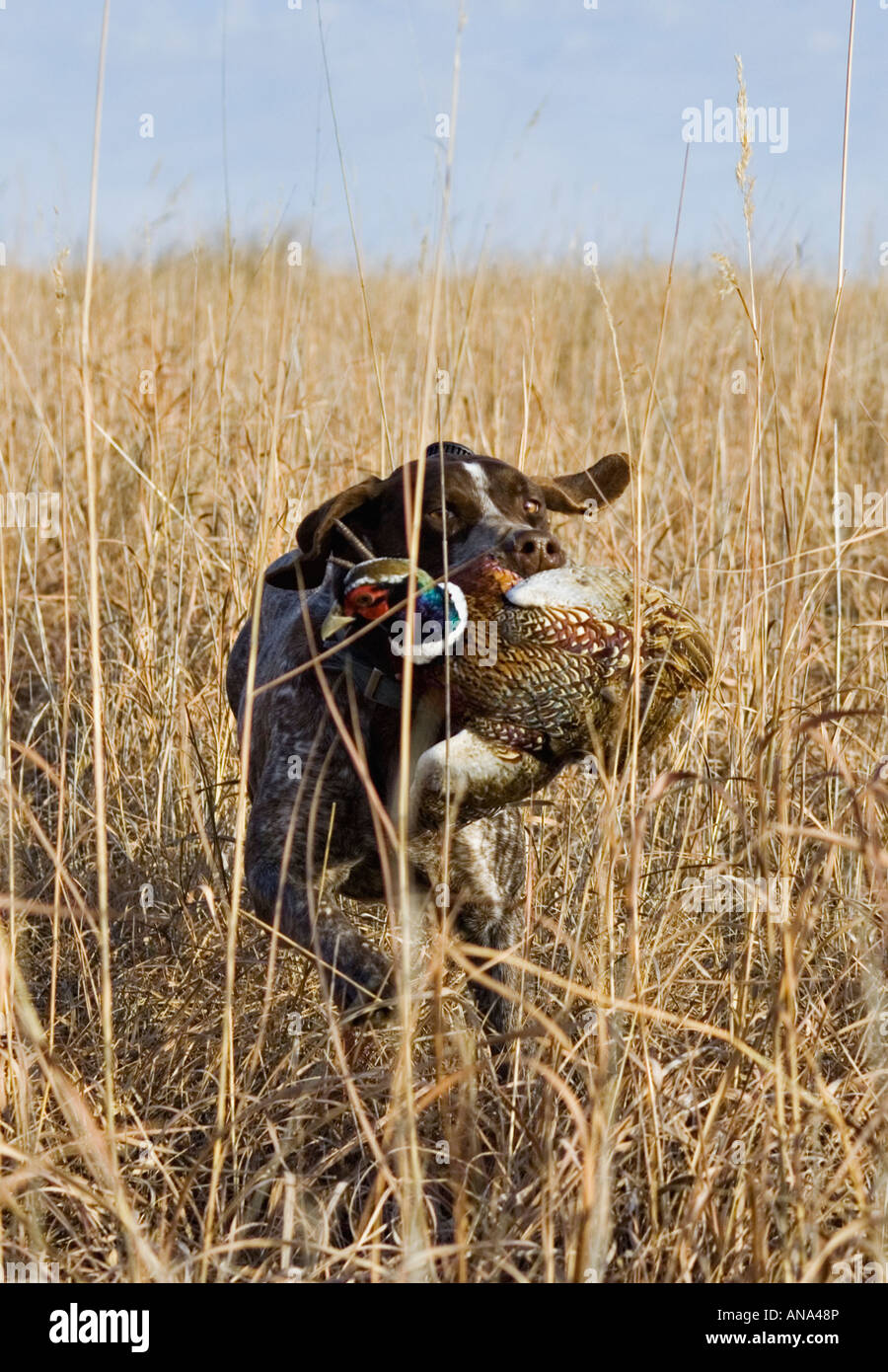 German Shorthair Pointer Retrieving Pheasant through Prarie Grass ...