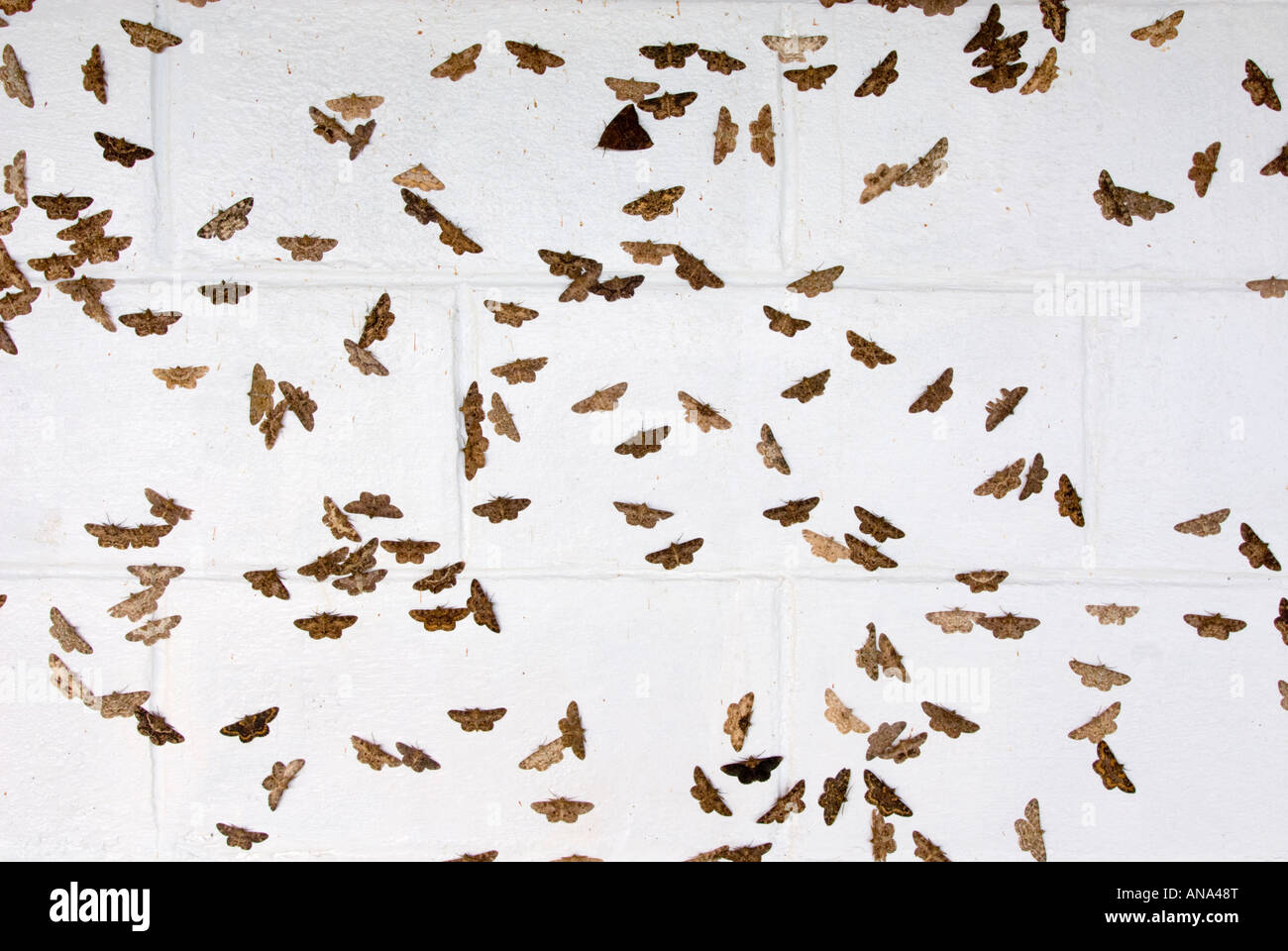 moth in rainforest on house wall at Cloud Number 9 APIA SAMOA ISLANDS ...