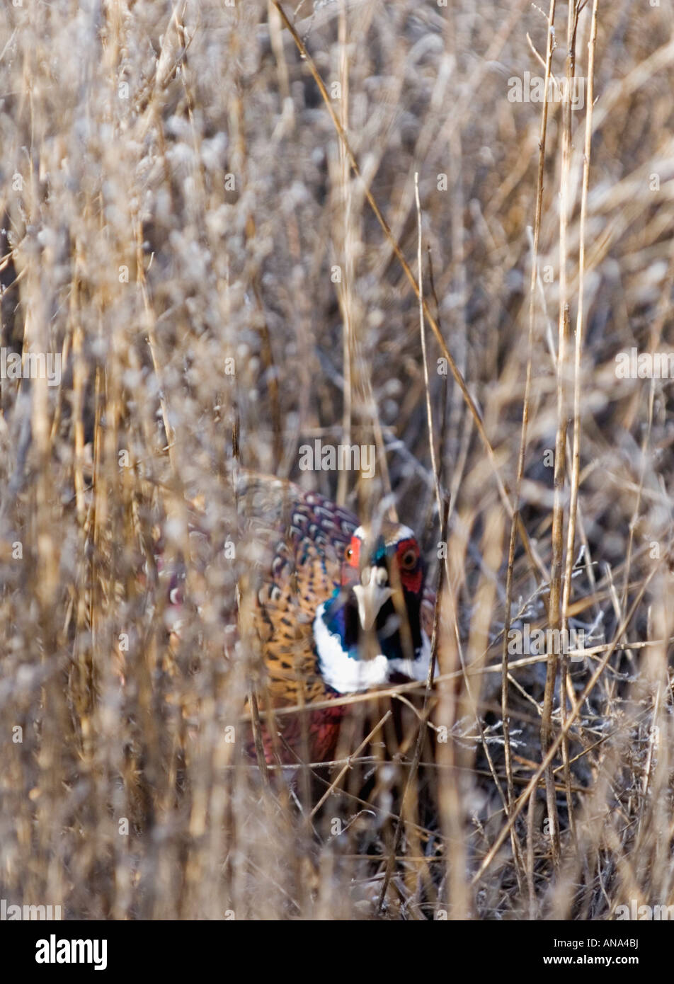 Ring-necked Pheasant Hiding in Prairie Grass Ringneck Ranch Kansas ...