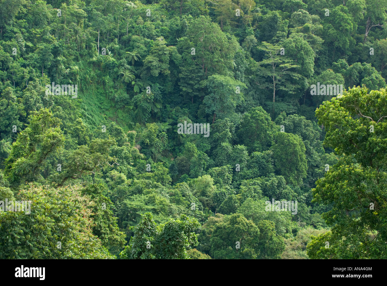 RAINFOREST SAMOA ISLANDS South southsea sea Pacific wild wilderness ...