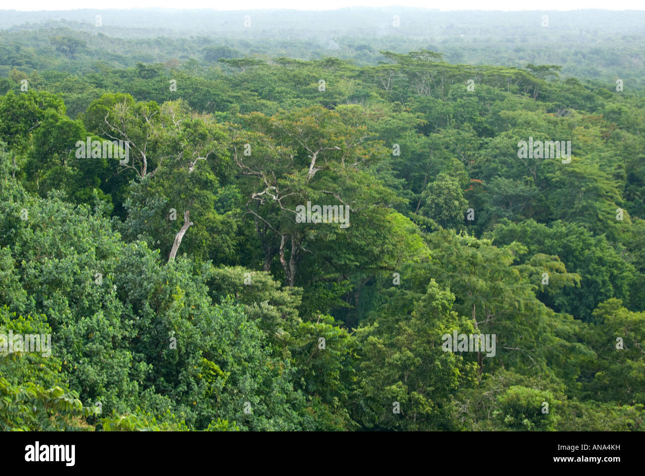 RAINFOREST SAMOA ISLANDS South southsea sea Pacific wild wilderness ...