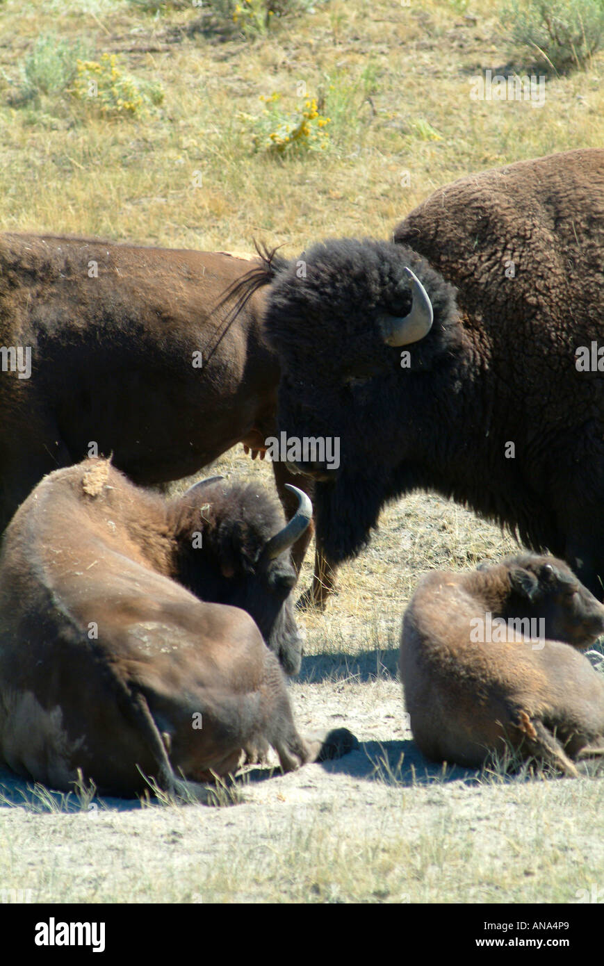 Bufalus hi-res stock photography and images - Alamy