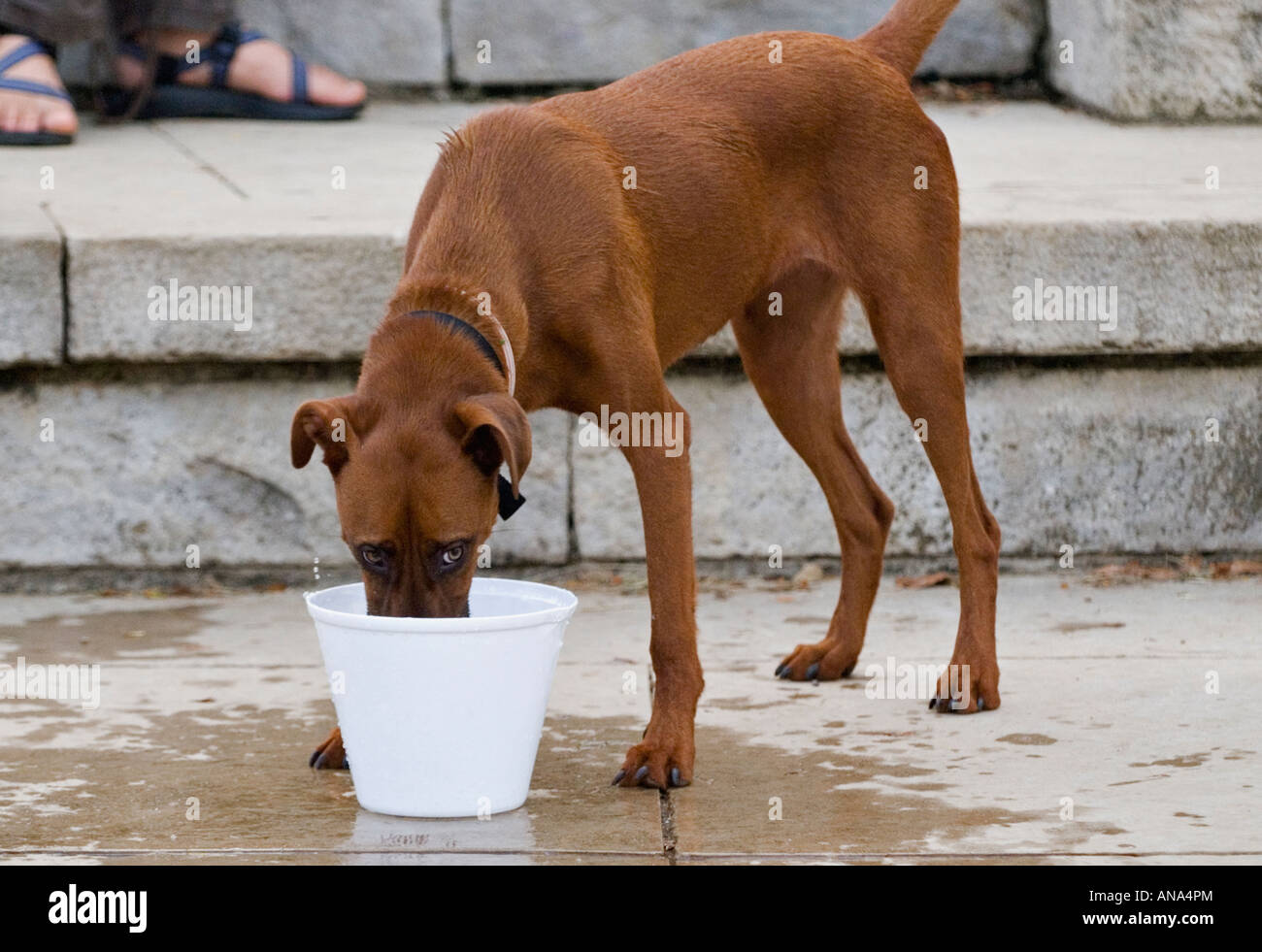 Dog Water Buckets