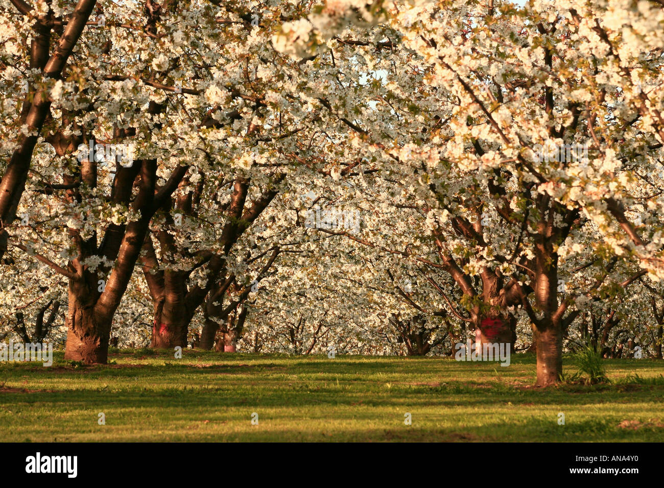 Apple trees blossom in the Hood River valley (Oregon Stock Photo - Alamy