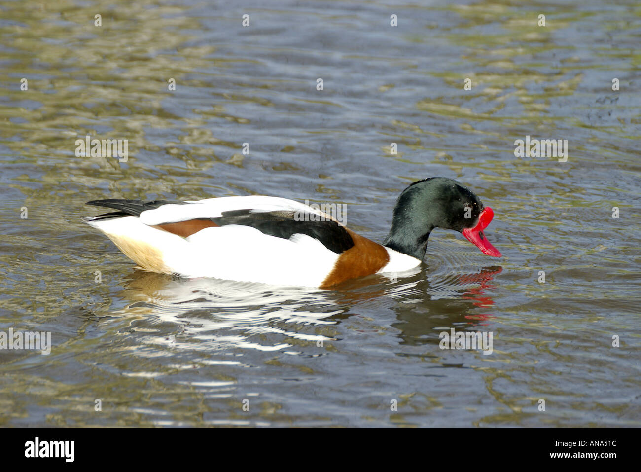 Shellduck hi-res stock photography and images - Alamy