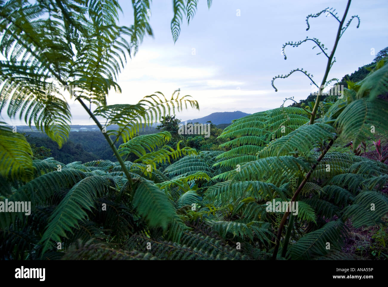 big huge green giant fern SAMOA ISLANDS South southsea sea Pacific wild ...