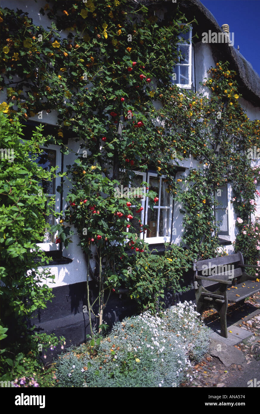 Chillington devon hi-res stock photography and images - Alamy