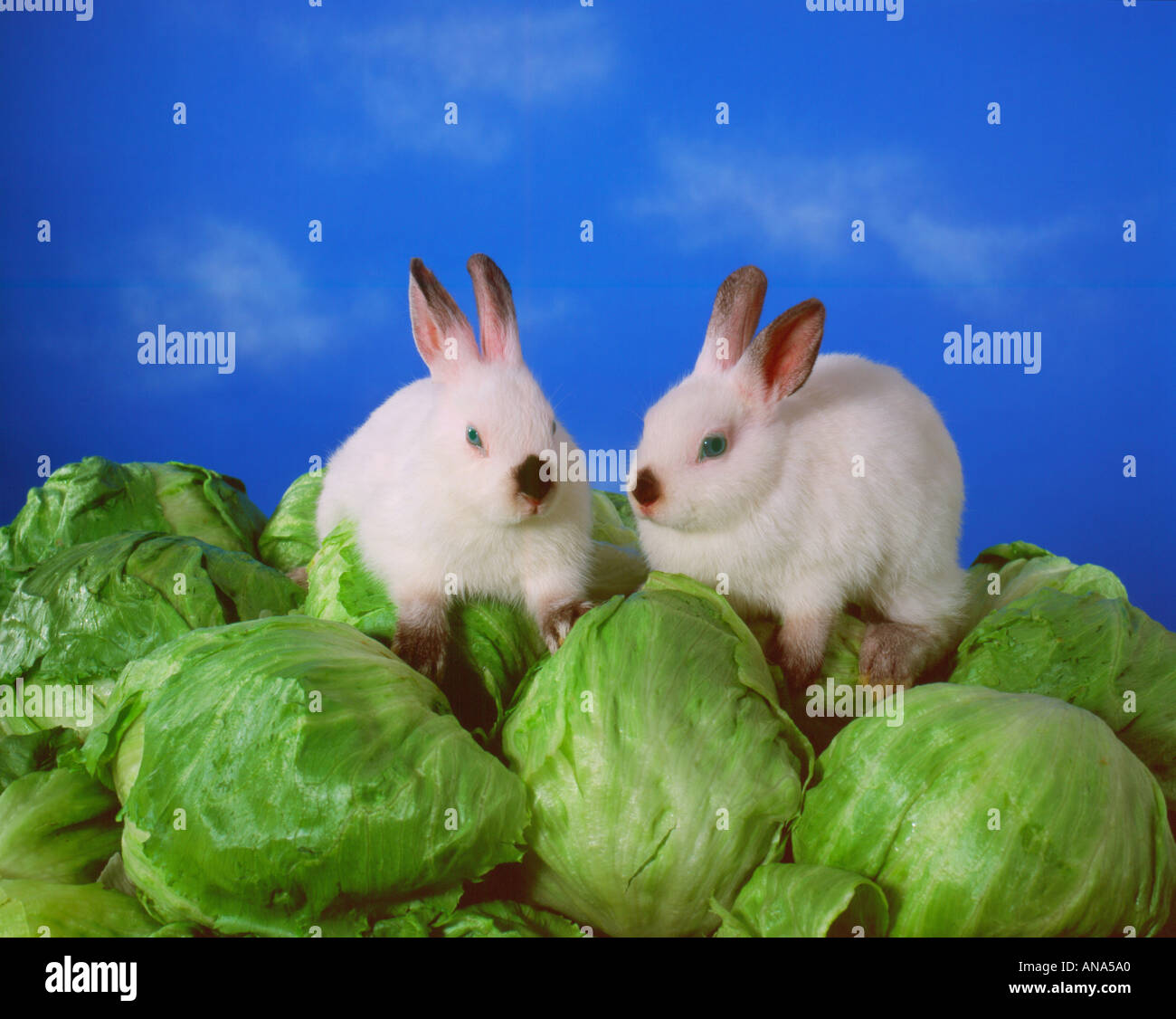 Rabbits on cabbage Stock Photo - Alamy