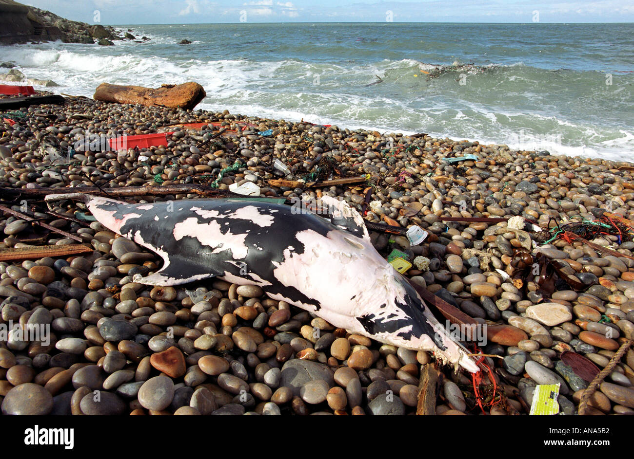 Dead dolphin europe hi-res stock photography and images - Alamy