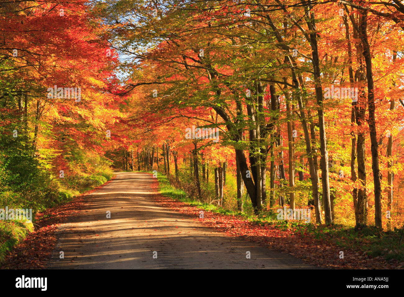 Forest Road, Spruce Knob, Judy Gap, West Virginia, USA Stock Photo - Alamy